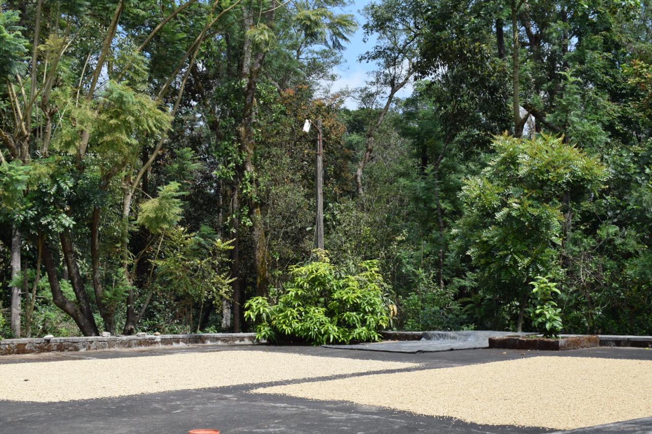 Gurukrupa Tent House Homestay Coorg - Reviews, Photos & Offer