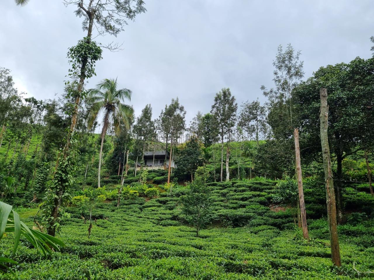 FARMKAMP - Nilagiri Time2Travel 𝗕𝗢𝗢𝗞 Gudalur Farm House