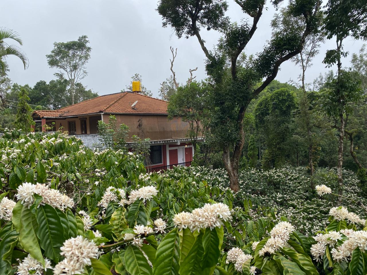 BrindleBerry 1BH Mountain View Studio Room 𝗕𝗢𝗢𝗞 Coorg Homestay