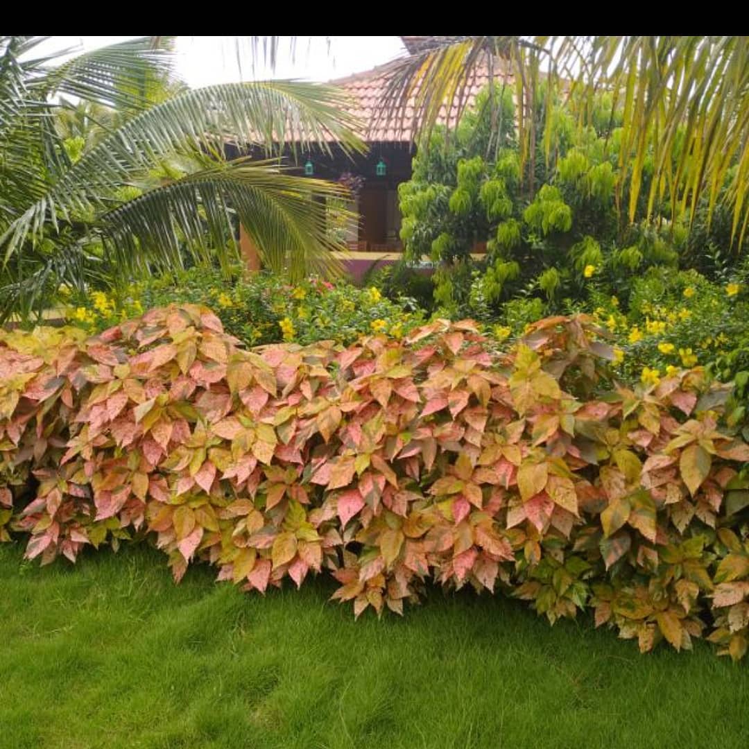 Evergreen Farmstay 𝗕𝗢𝗢𝗞 Coimbatore Farm House