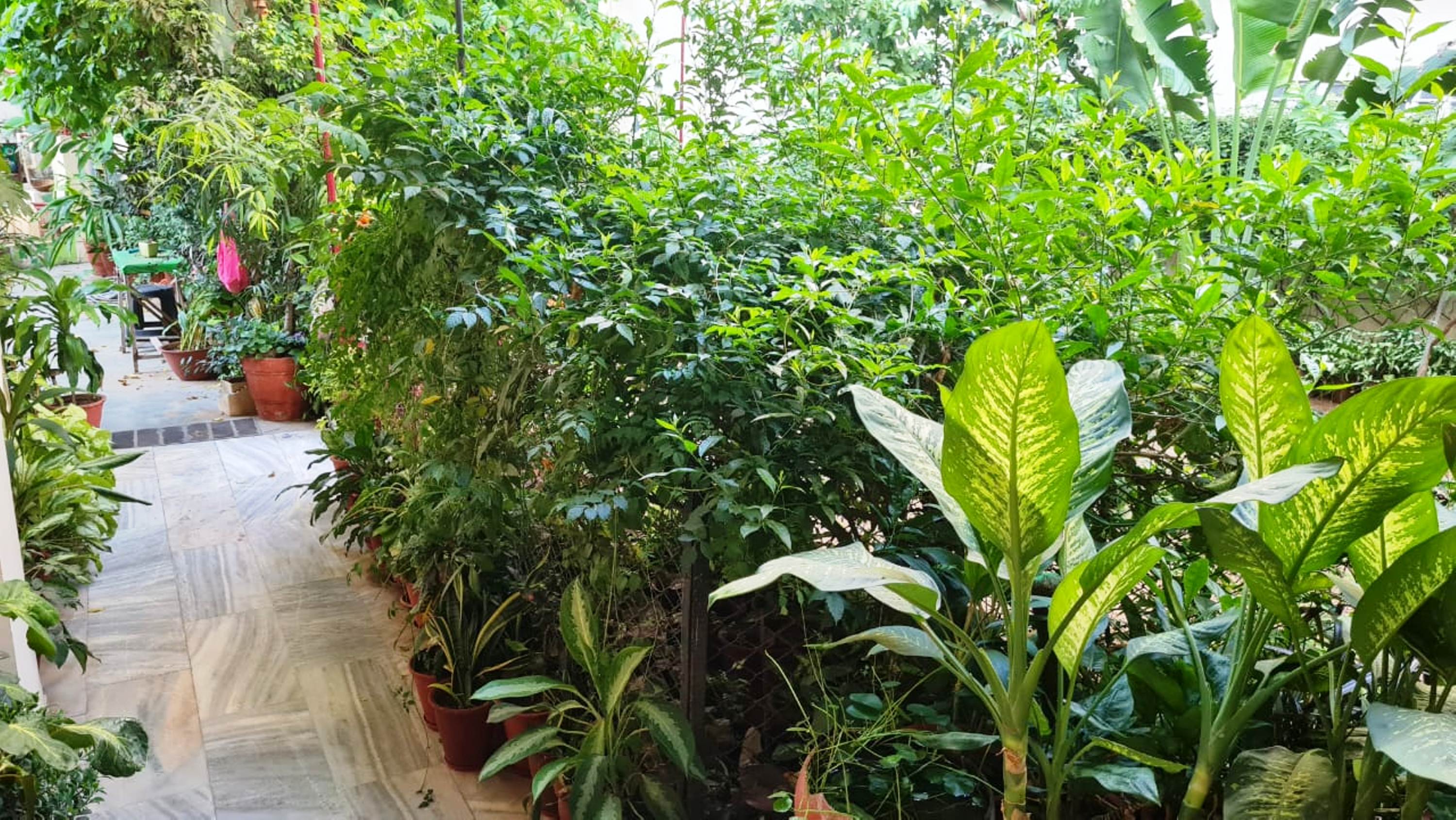 Address of Green Cocoon Homestay Jaipur on Goibibo