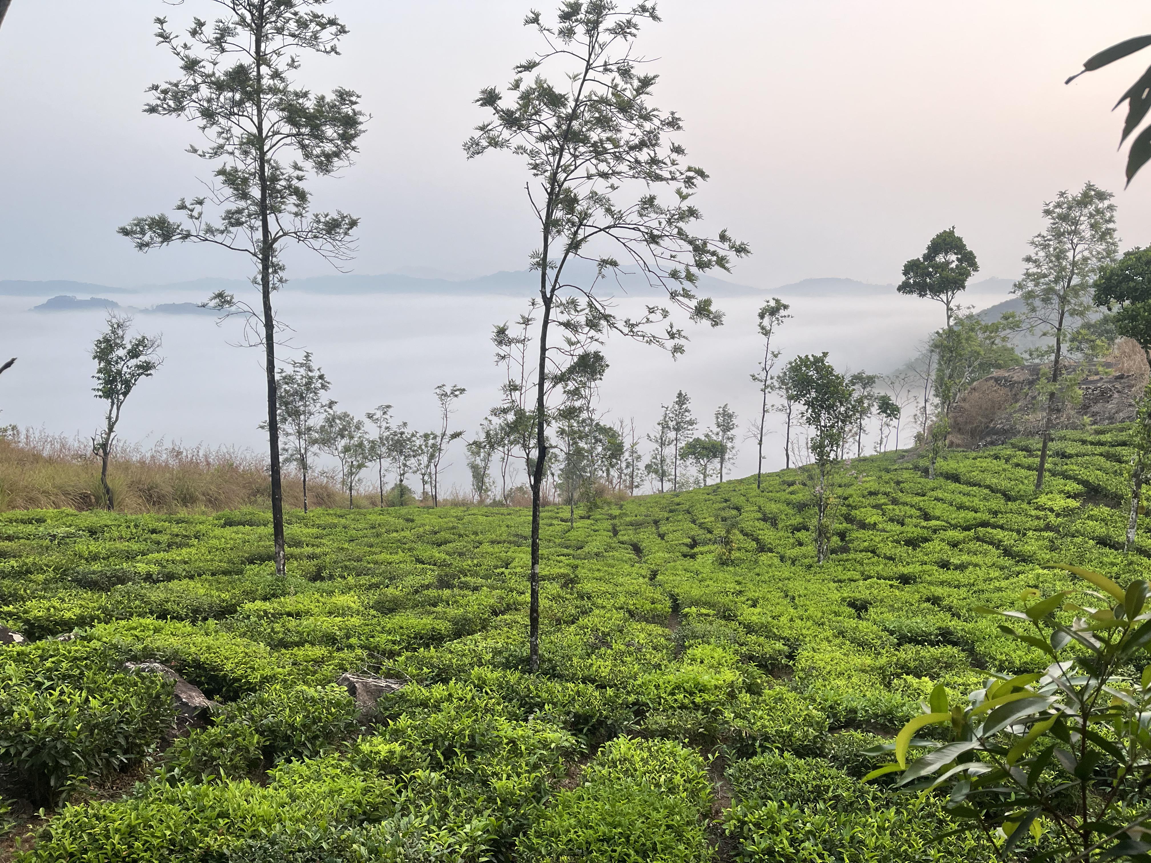 Tree House @ Thumpayil Hills Plantation Vagamon 𝗕𝗢𝗢𝗞 Vagamon Tree house