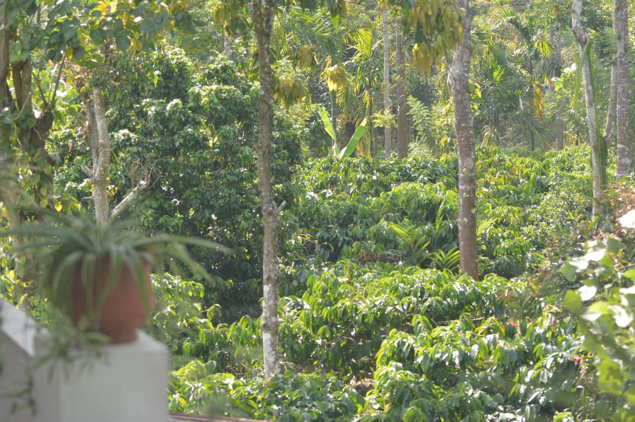 Mynas Nest Riverside Homestay 𝗕𝗢𝗢𝗞 Coorg Homestay