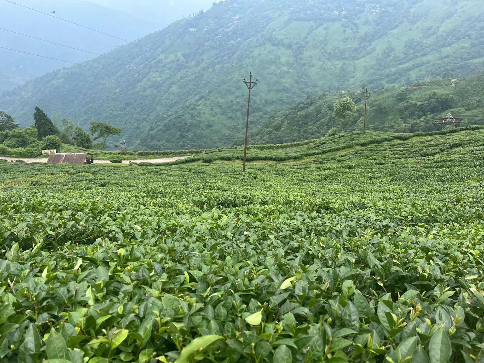 Bhagirath Homestay. 𝗕𝗢𝗢𝗞 Mirik Homestay