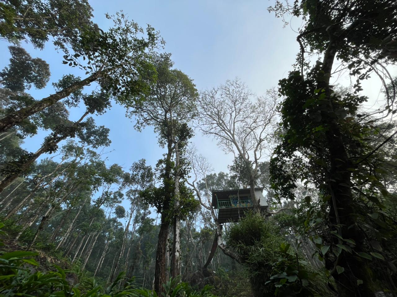 Silver Trees Tree House 𝗕𝗢𝗢𝗞 Munnar Tree house