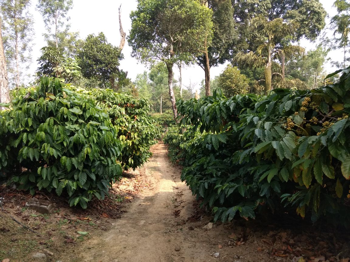 Coffeeland Homestay 𝗕𝗢𝗢𝗞 Coorg Farm House
