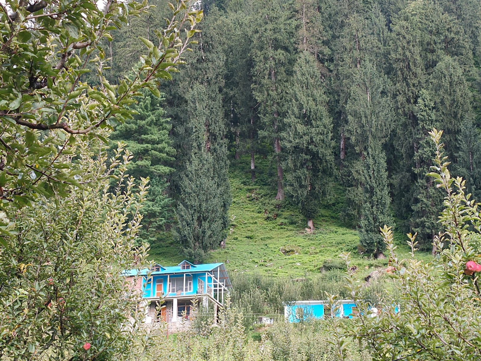 JINGLE JUNGLE 𝗕𝗢𝗢𝗞 Tosh Guest House