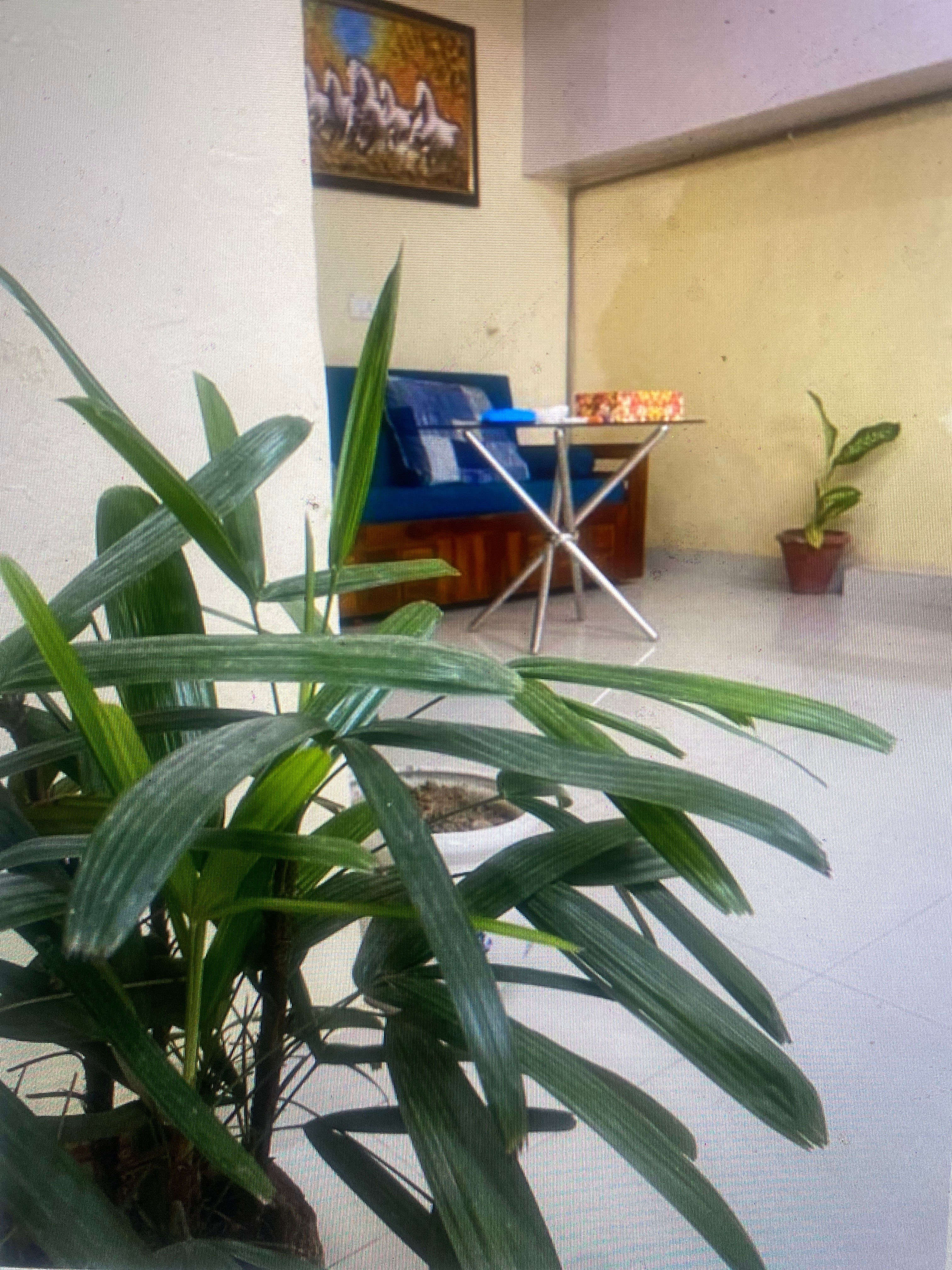 Address of Ideal Hotel in posh Vasant Vihar BIG 1110 sq ft on Goibibo