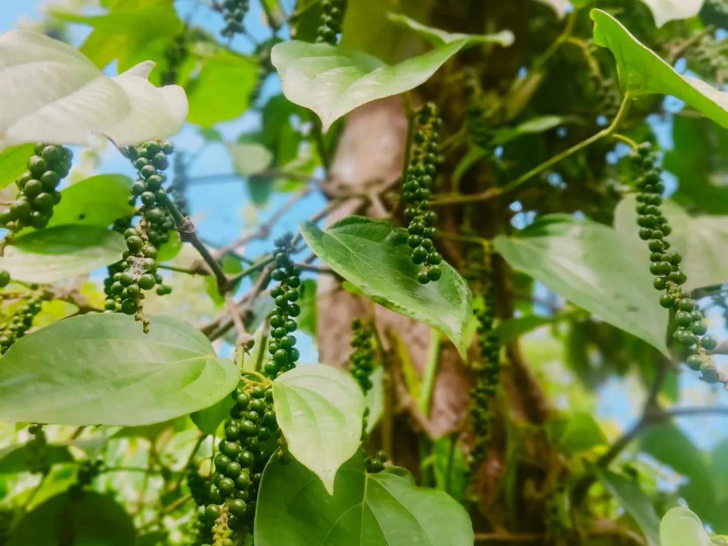 Mountain view Home stay coorg Homestay Coorg - Reviews, Photos & Offer
